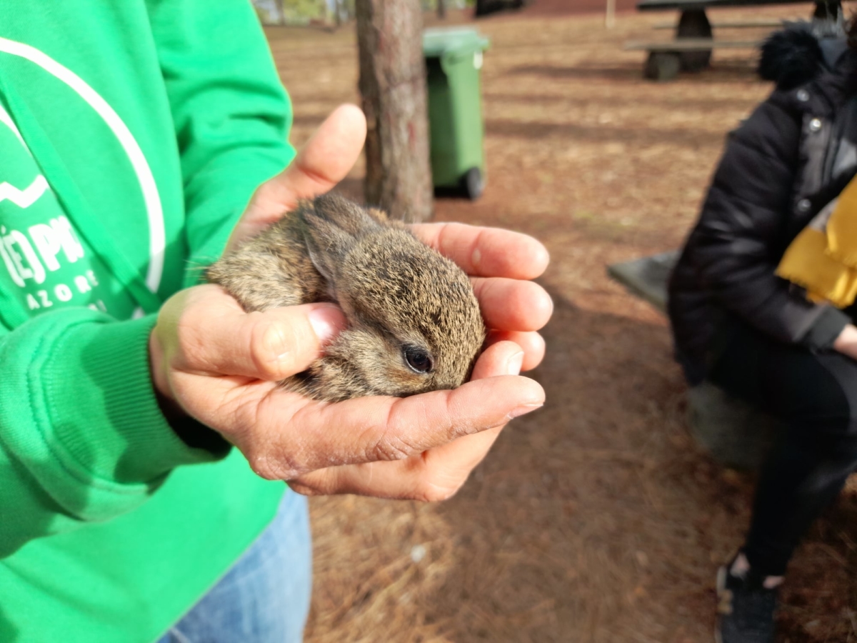 Discovering Easter Beetles in Pico Island | Life Beetles Azores