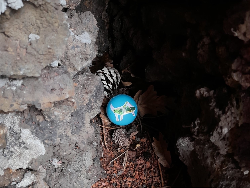 Discovering Easter Beetles in Pico Island | Life Beetles Azores