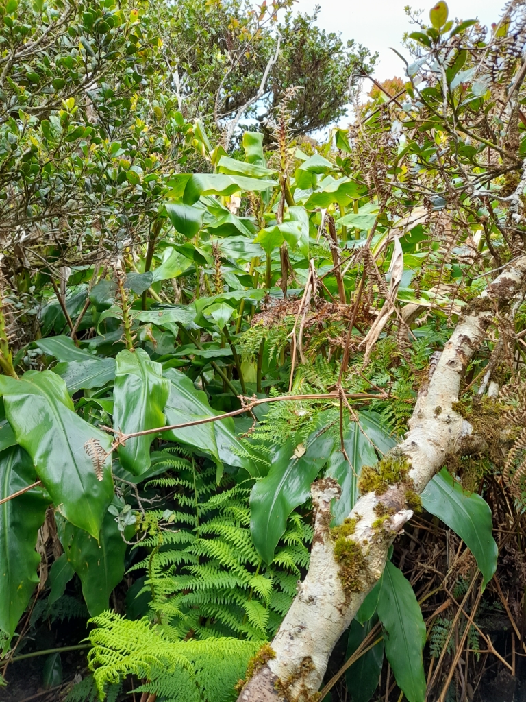 Advances in concrete conservation works: Pico island | Life Beetles Azores
