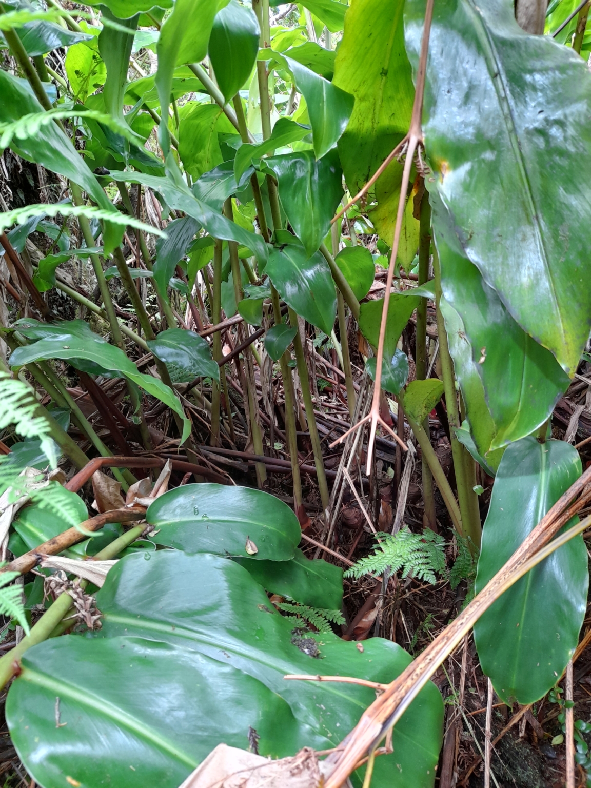 Advances in concrete conservation works: Pico island | Life Beetles Azores