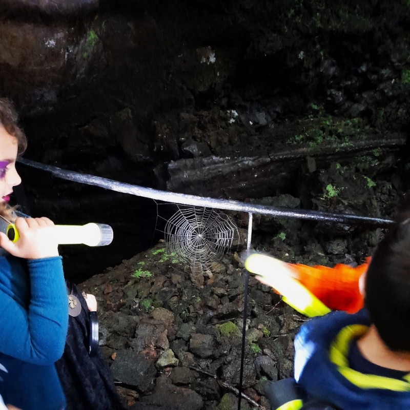 The insects “invaded” Flores and Pico | Life Beetles Azores