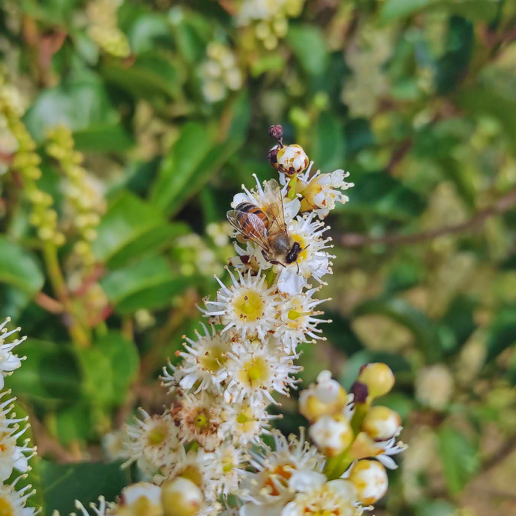 Pollinators on the endemic flora of the Azores | Life Beetles Azores