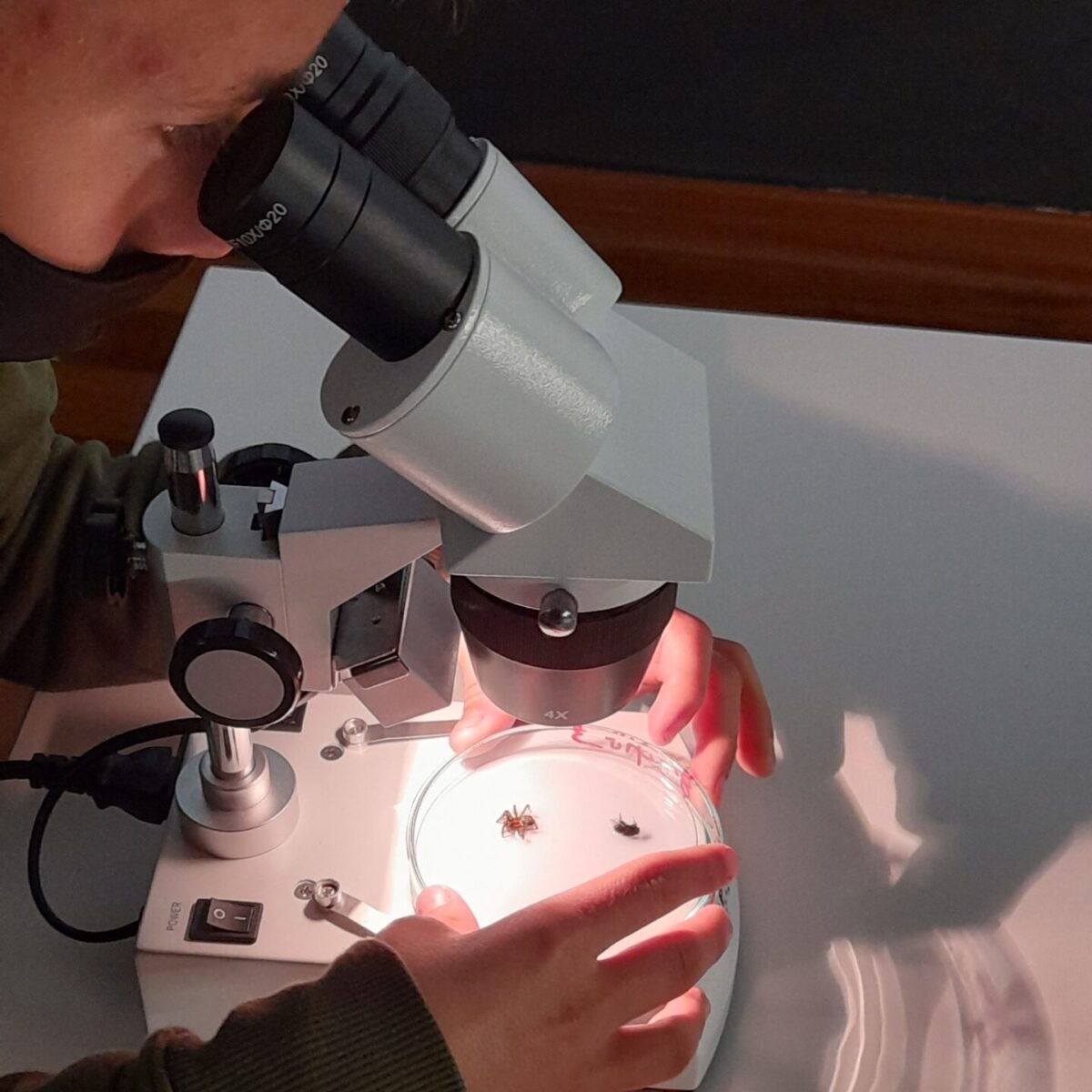 Environmental Education | Life Beetles Azores