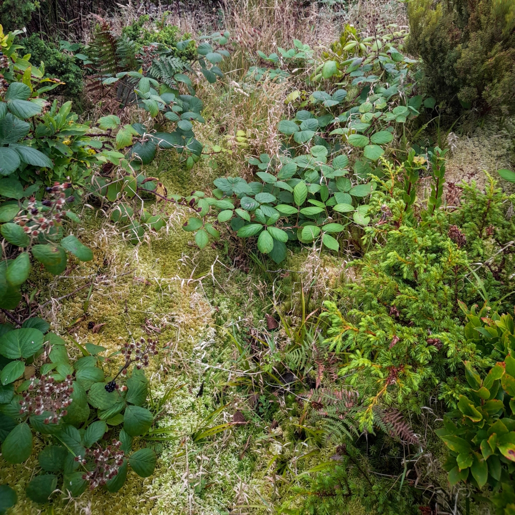 Natural regeneration in the intervention areas of the LIFE BEETLES ...