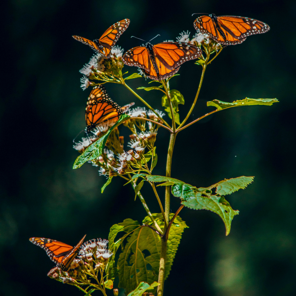 Where do insects go in winter? | Life Beetles Azores