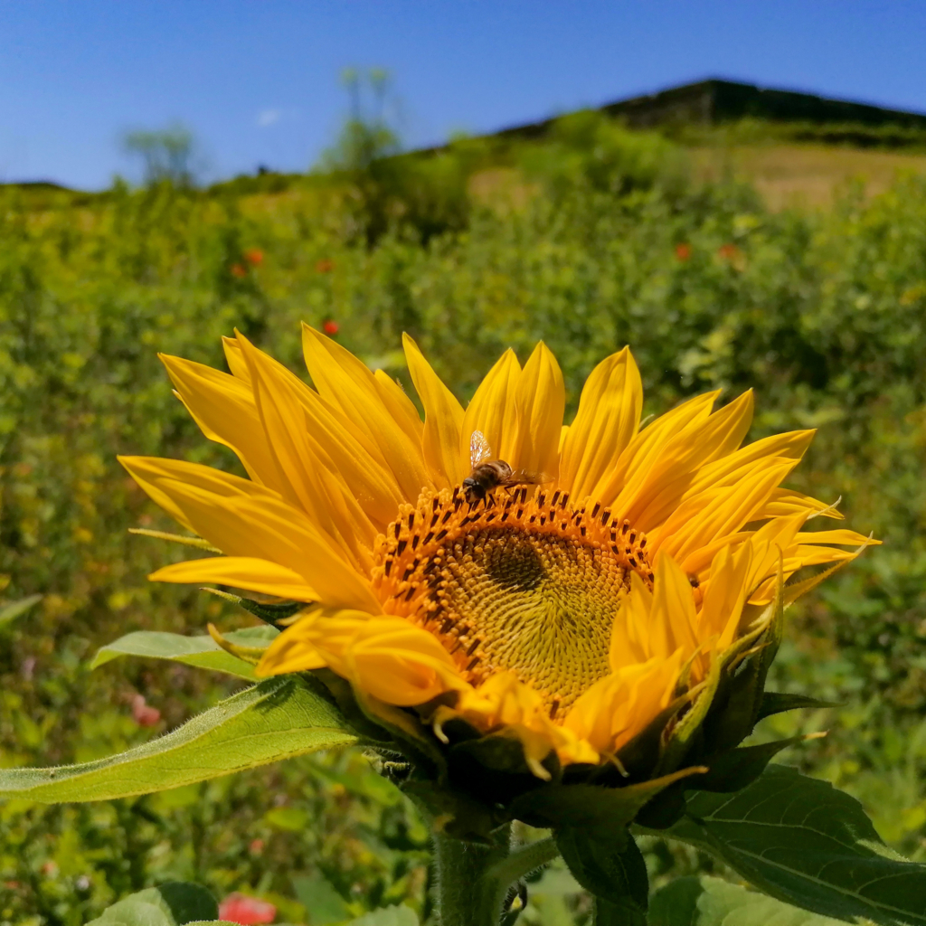 Where do insects go in winter? | Life Beetles Azores