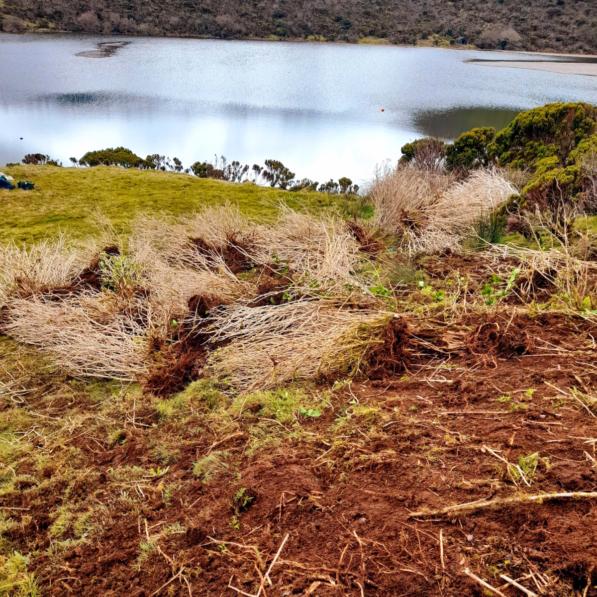 Remoção da espécie invasora Hydrangea macrophylla – hortência, na Lagoa ...