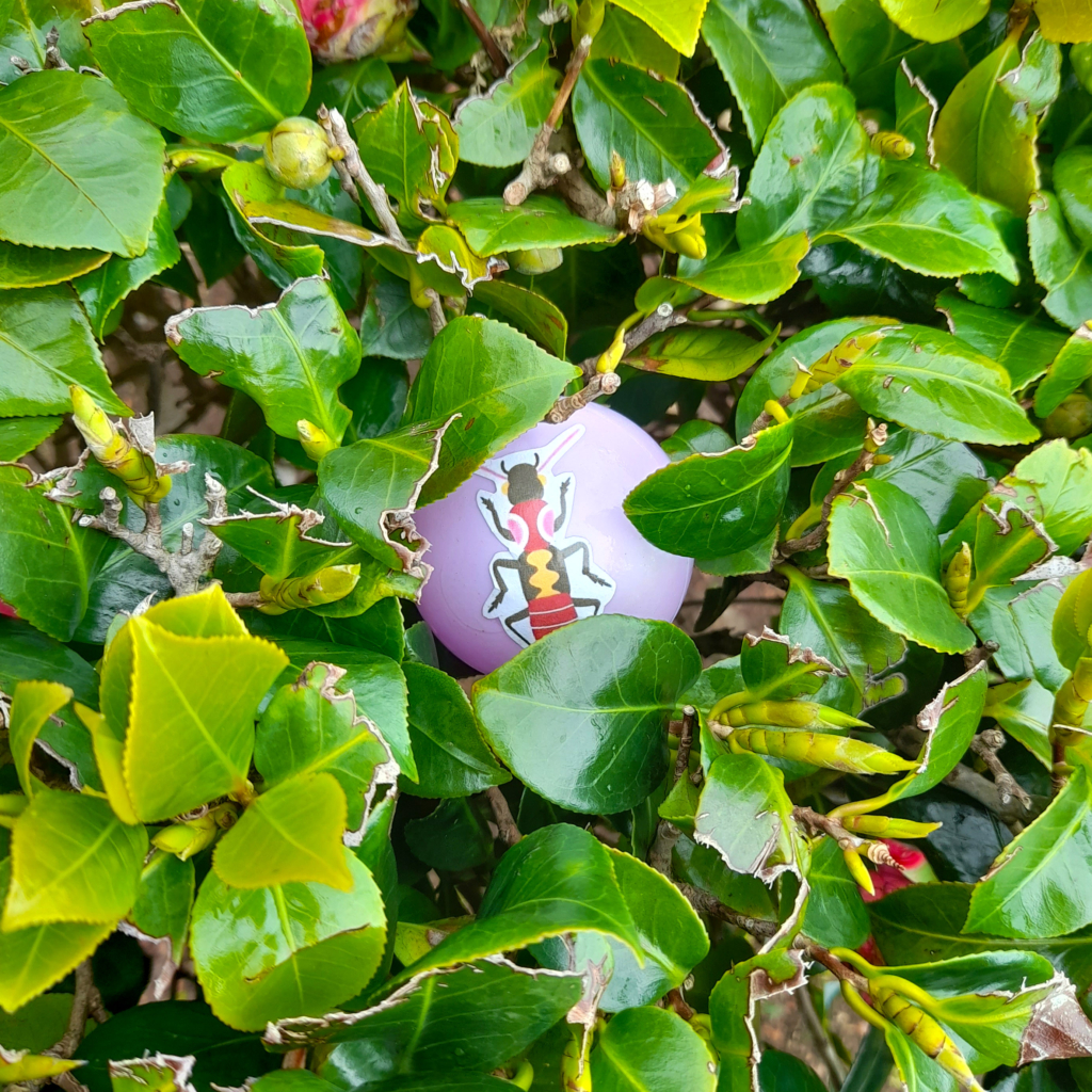 We celebrated Easter looking for insects! | Life Beetles Azores