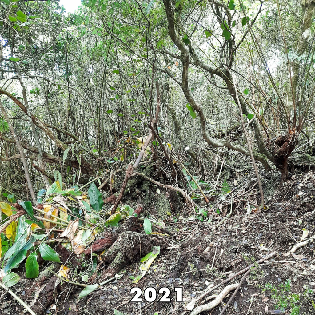 The before and after of invasive species control! | Life Beetles Azores